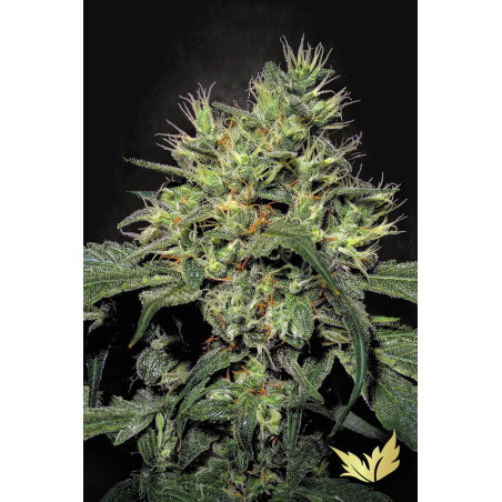 Dutch Dragon (fem) – Paradise Seeds | Sativa semena | SEEDS-BANK.CZ